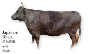 Genetic Lines of Wagyu - Lone Mountain Cattle